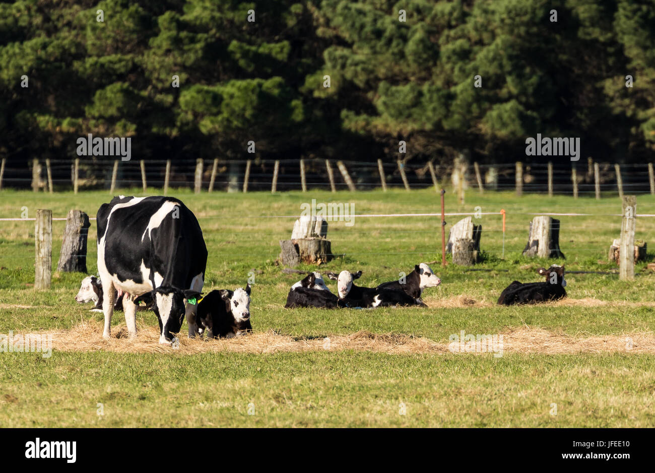 Looking after livestock hi-res stock photography and images - Alamy