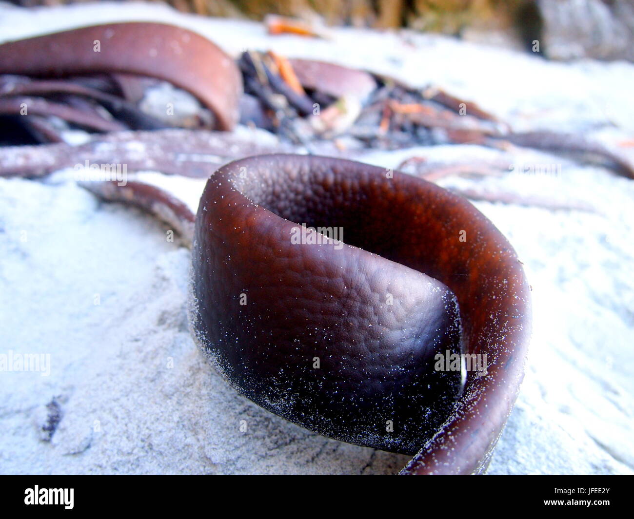 Seaweed, the Otago Peninsula Stock Photo - Alamy