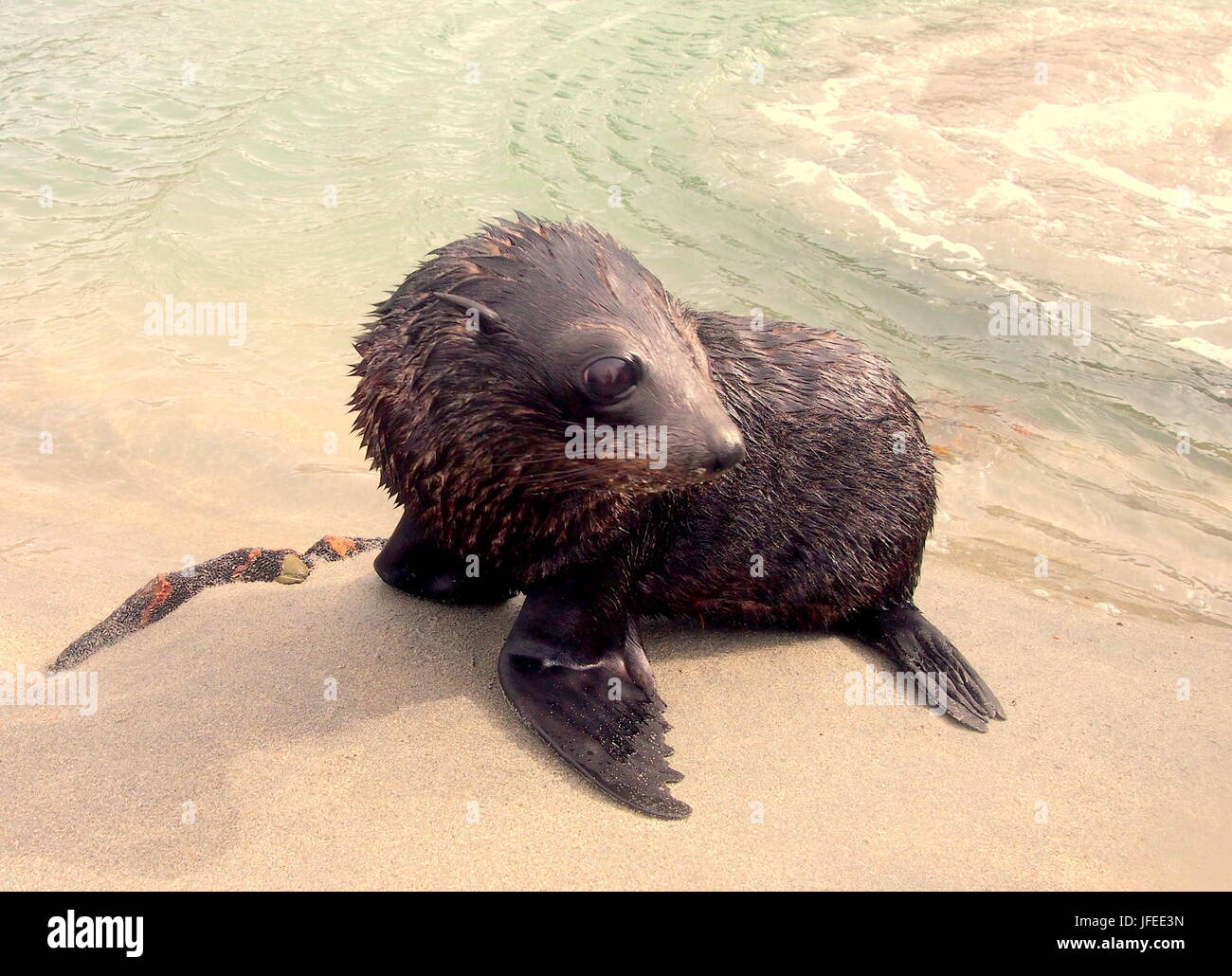 Farewell spit wildlife hi-res stock photography and images - Alamy