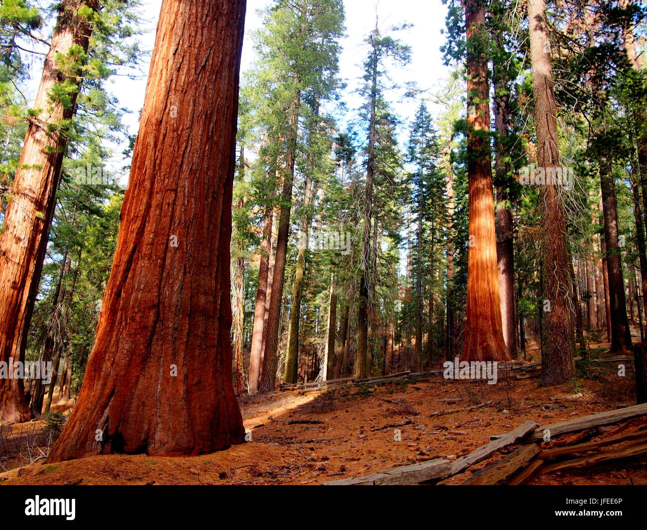 Giant sequoias at tuolumne grove, Yosemite Stock Photo - Alamy
