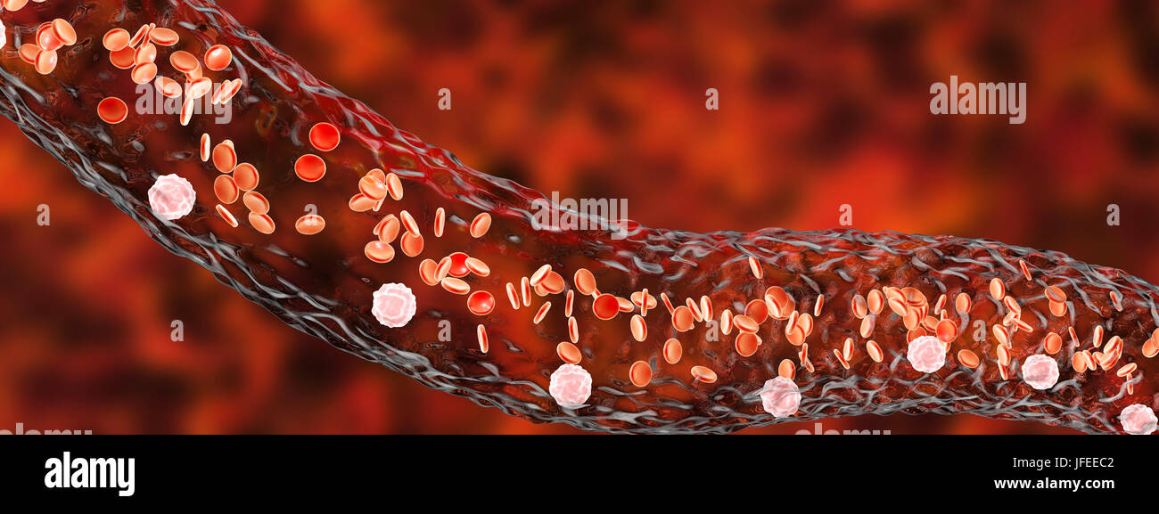 Blood vessel with blood cells, side view, computer illustration. Red ...