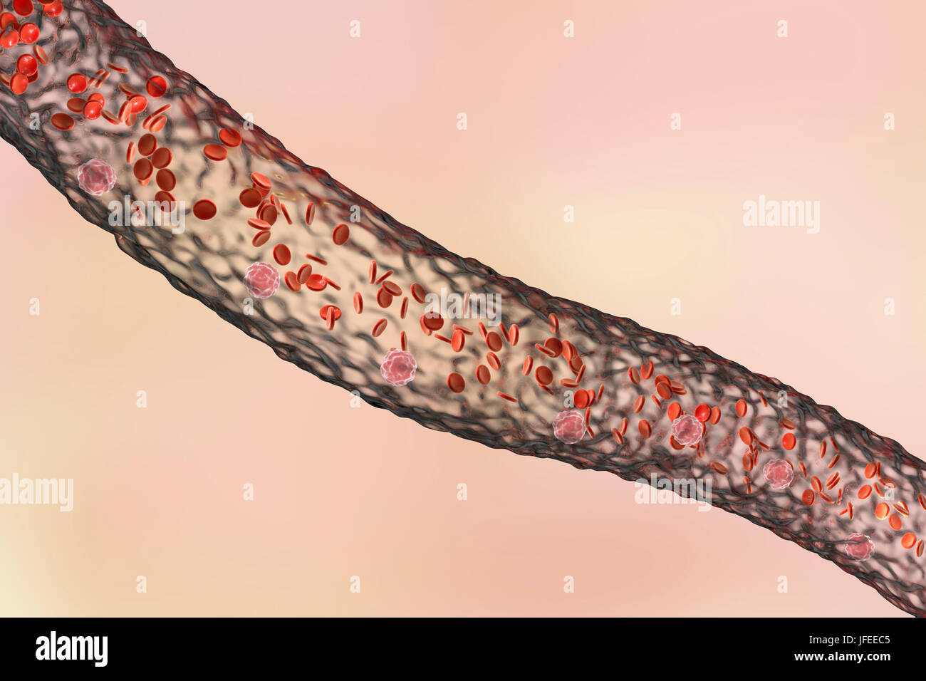 Blood vessel with blood cells, side view, computer illustration. Red ...