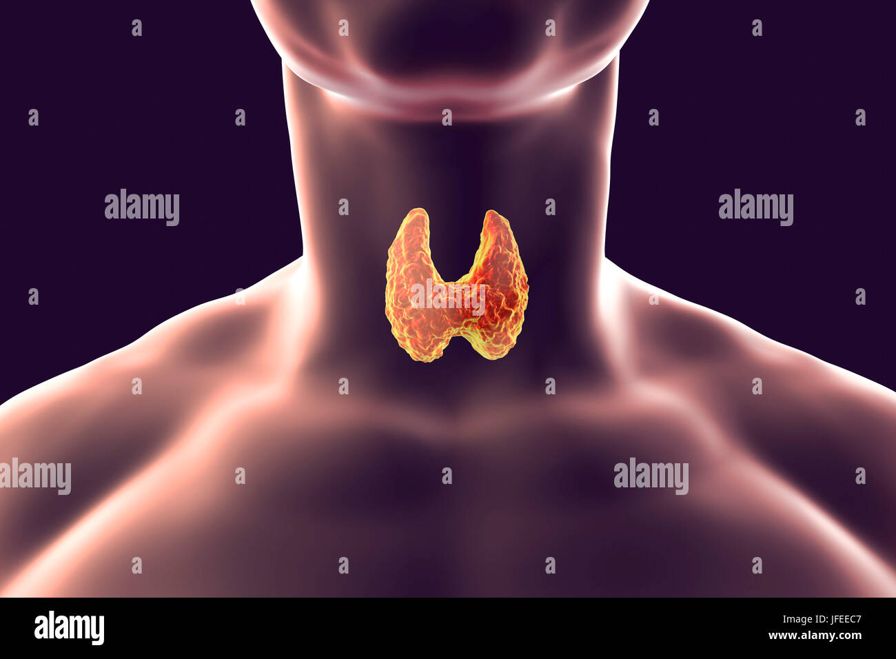 Thyroid gland neck hi-res stock photography and images - Alamy