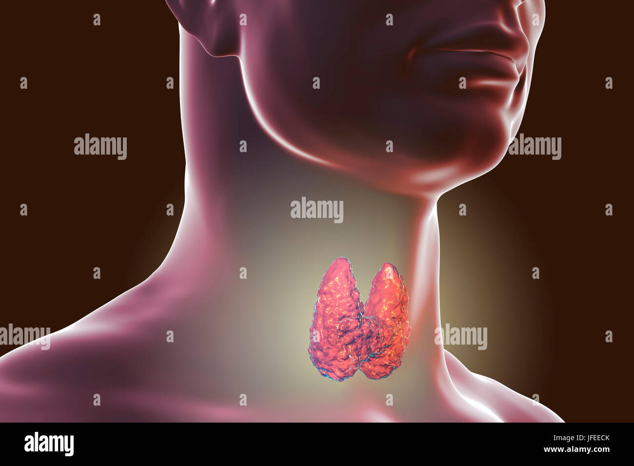 Thyroid gland in a man's neck, computer illustration Stock Photo - Alamy