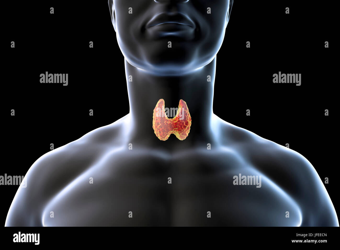 Endocrine system hi-res stock photography and images - Alamy