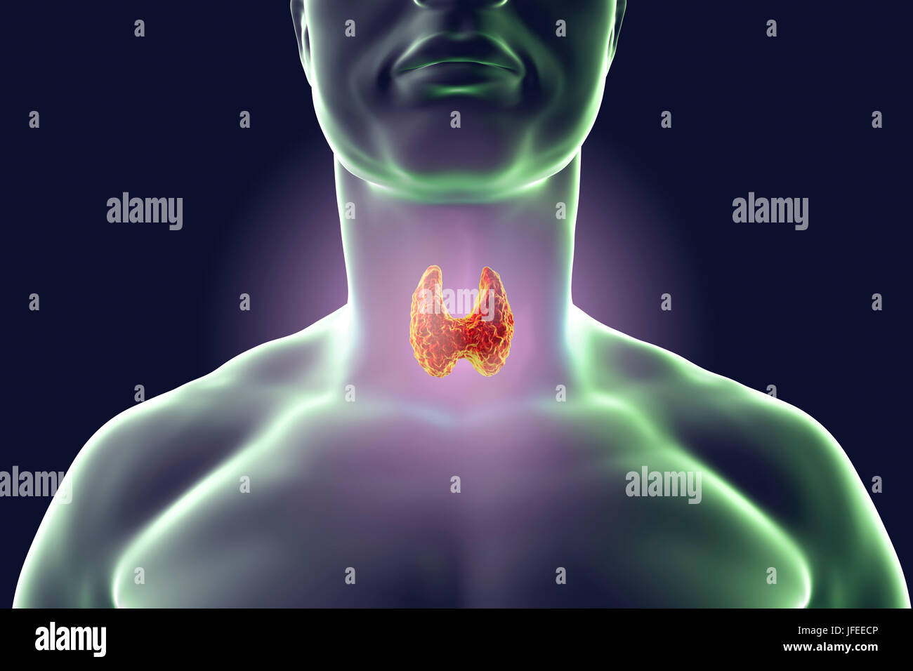 Thyroid gland in a man's neck, computer illustration Stock Photo - Alamy