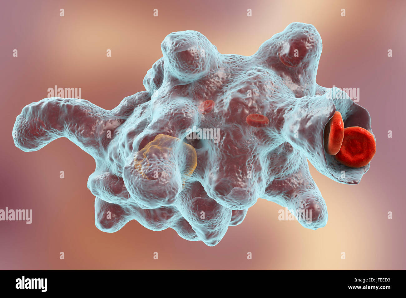 Entamoeba histolytica hi-res stock photography and images - Alamy
