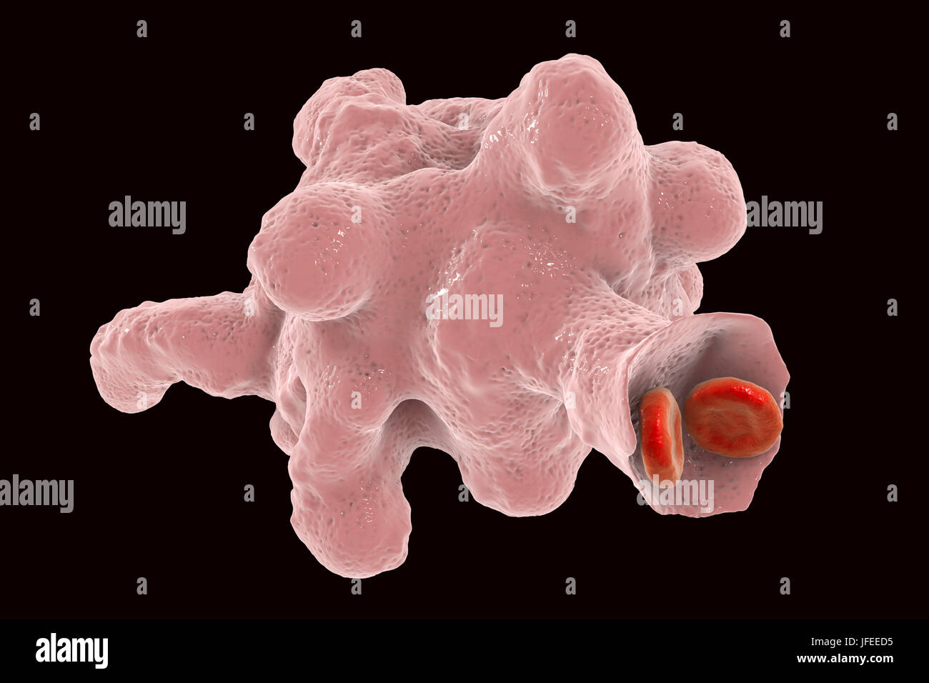 Entamoeba Histolytica Trophozoite Rbc