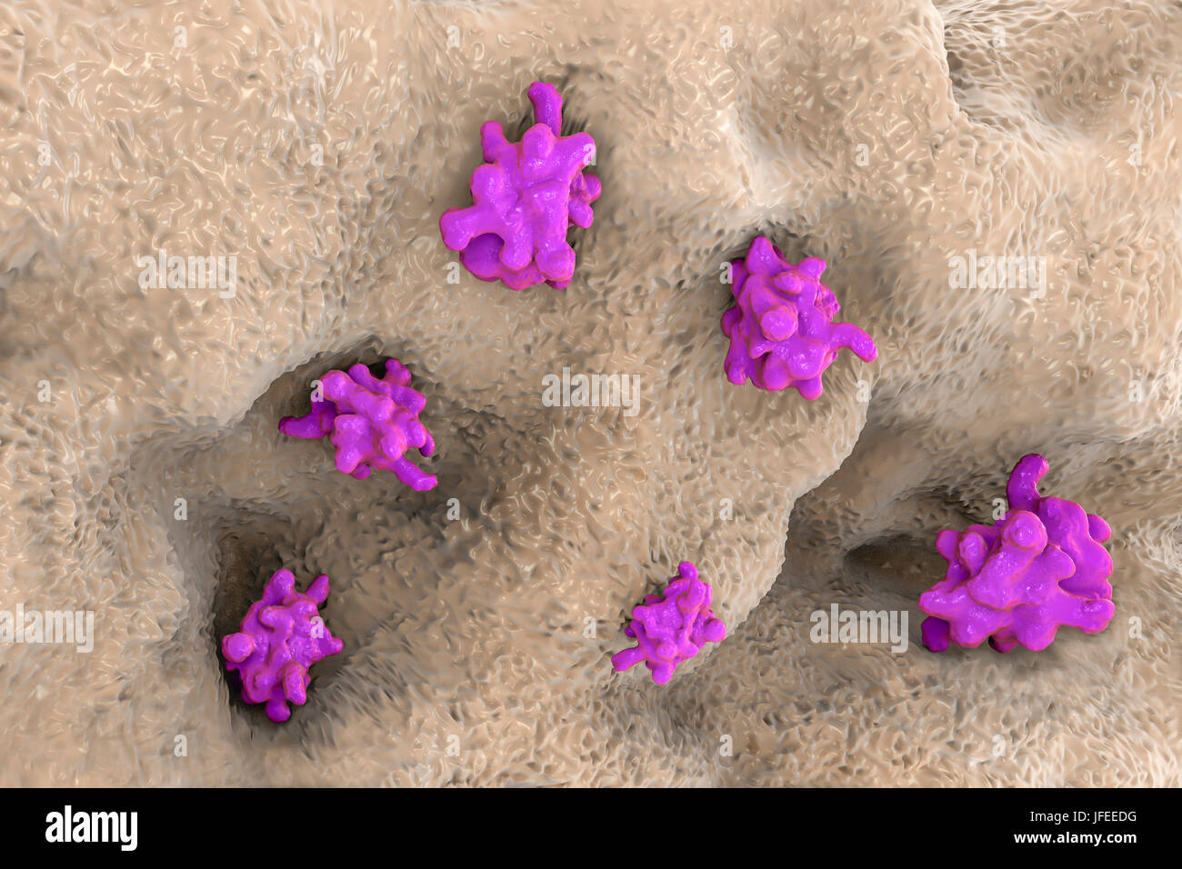 Parasitic amoeba entamoeba histolytica hi-res stock photography and ...