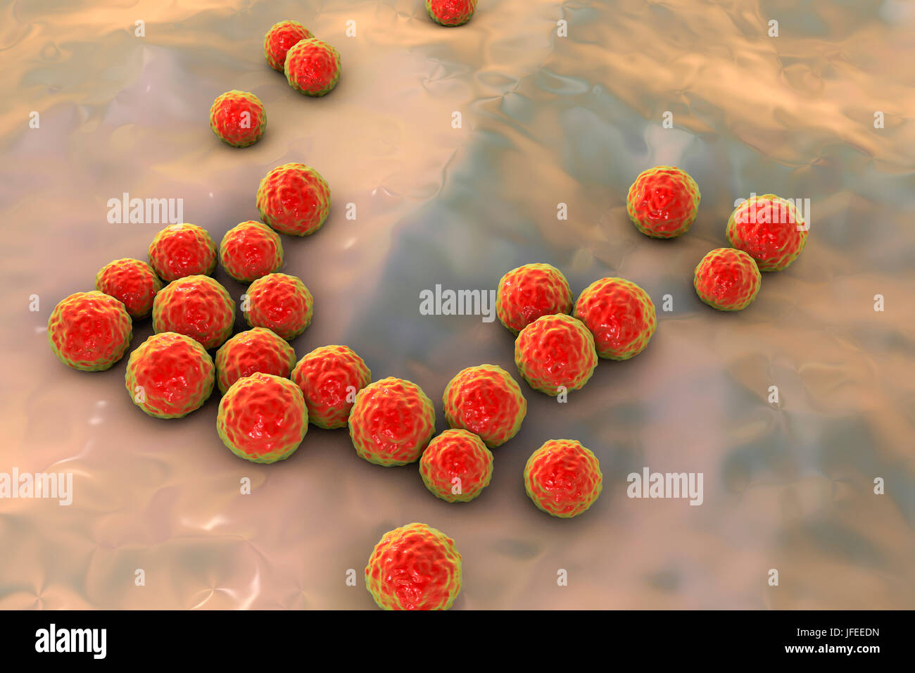 Enterococcus bacteria, artwork hi-res stock photography and images - Alamy