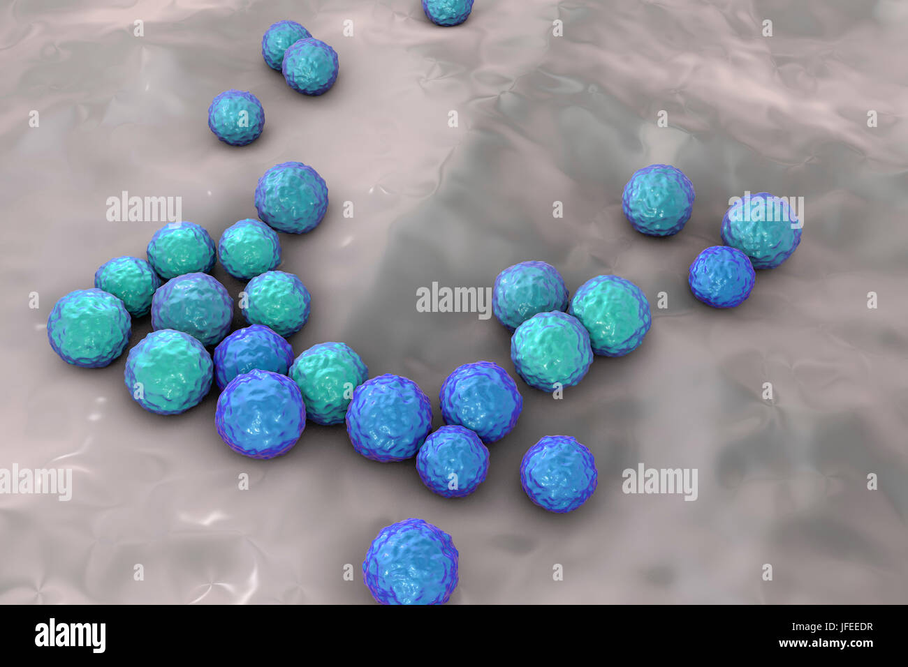 Enterococcus faecalis hi-res stock photography and images - Alamy