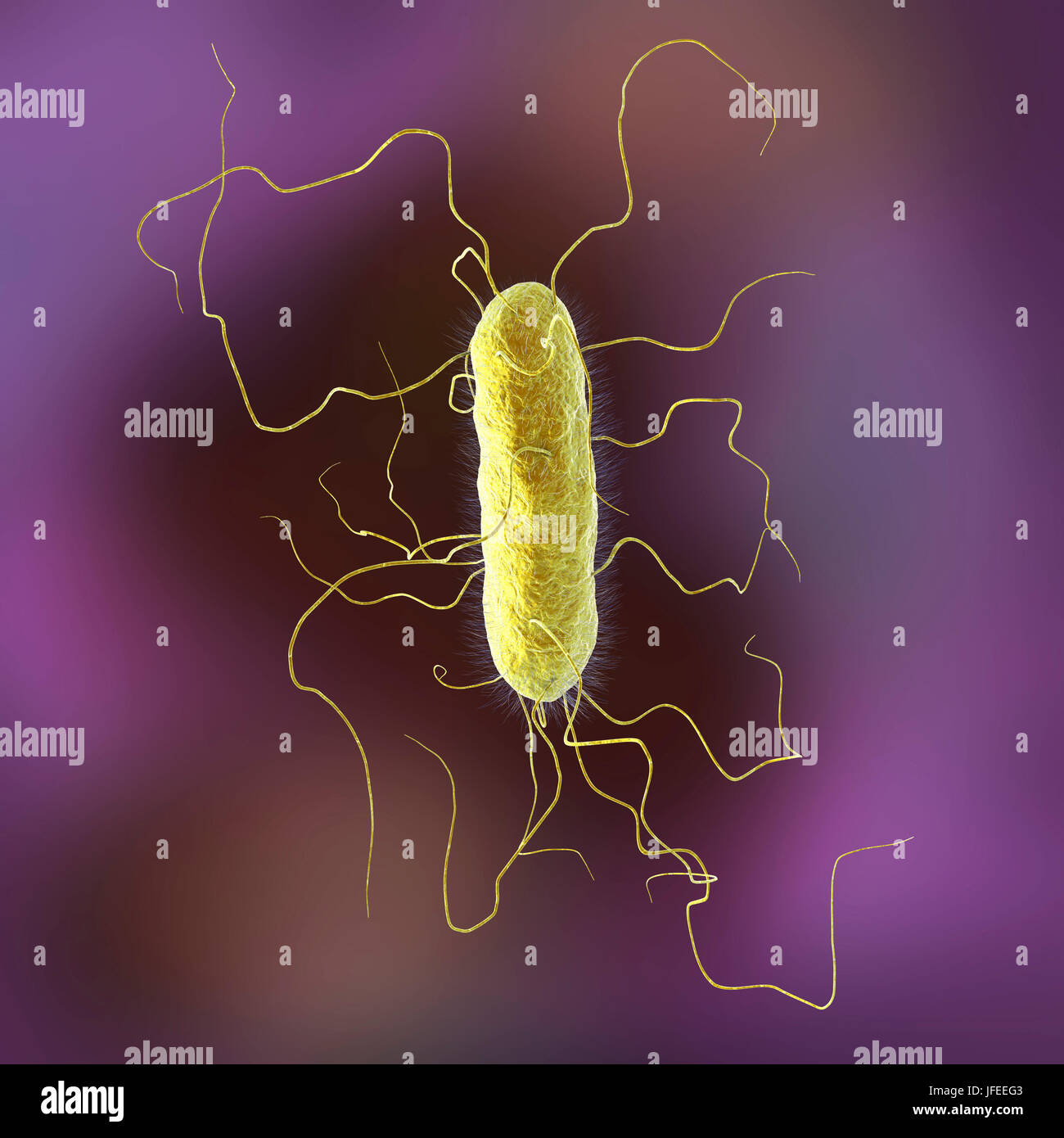 P Vulgaris Under Microscope Micropedia
