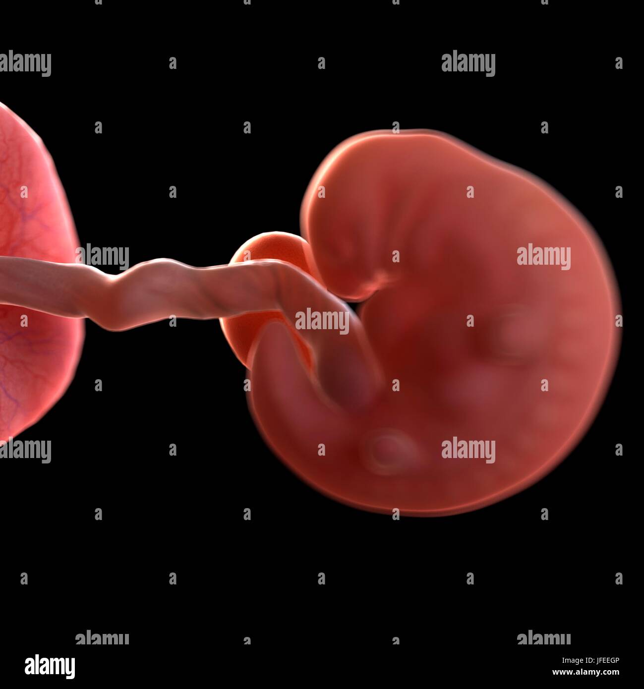 Human foetus age 6 weeks, illustration Stock Photo - Alamy