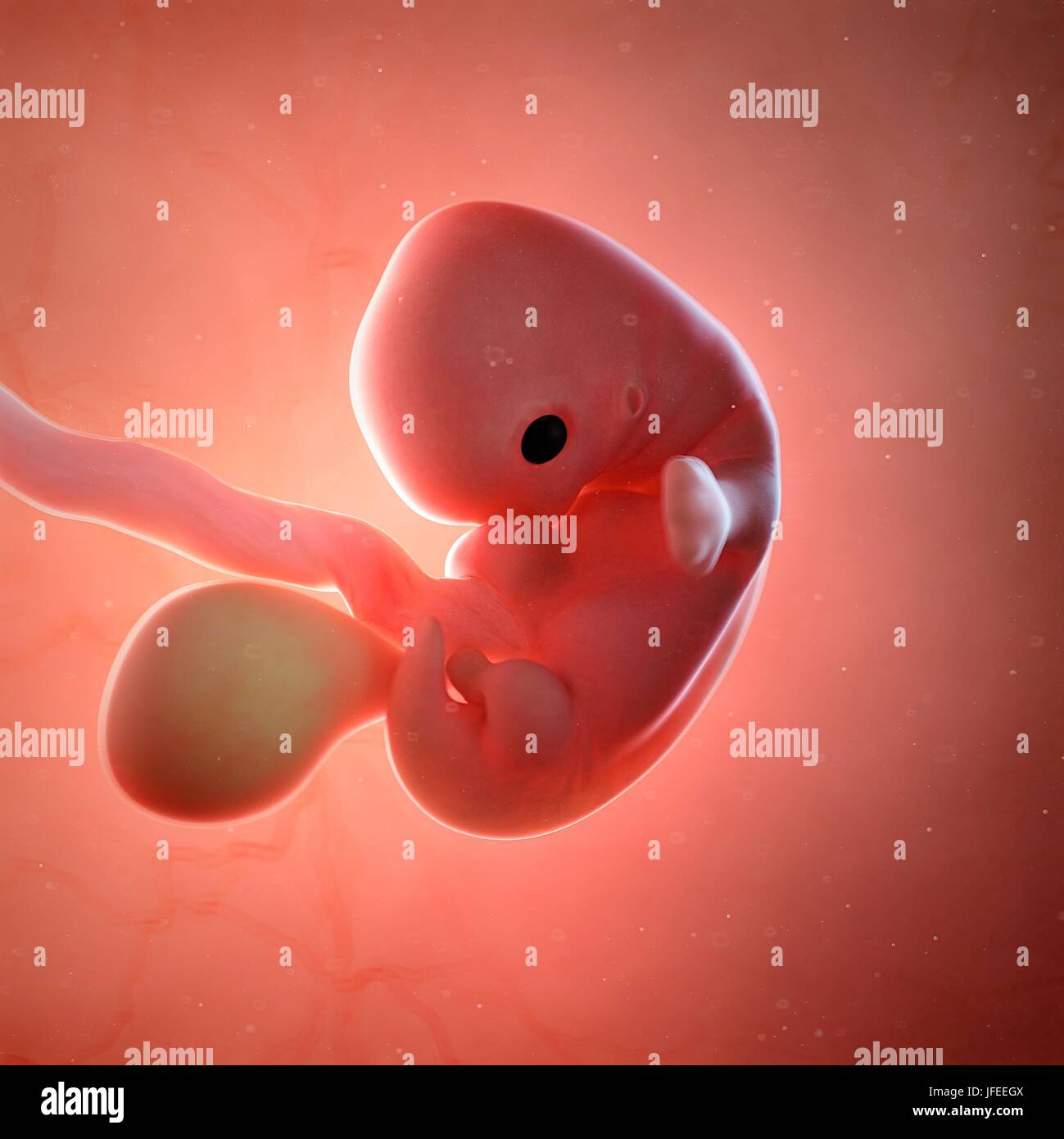 Foetus at 7 weeks hi-res stock photography and images - Alamy