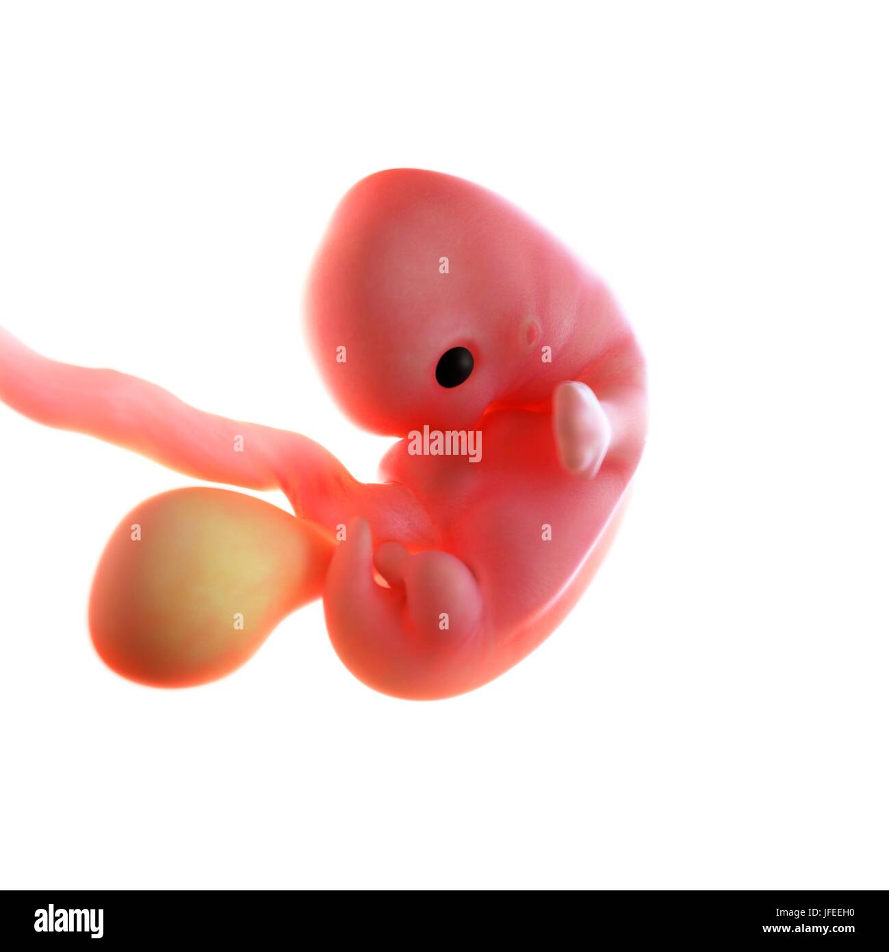 Human foetus age 7 weeks hi-res stock photography and images - Alamy