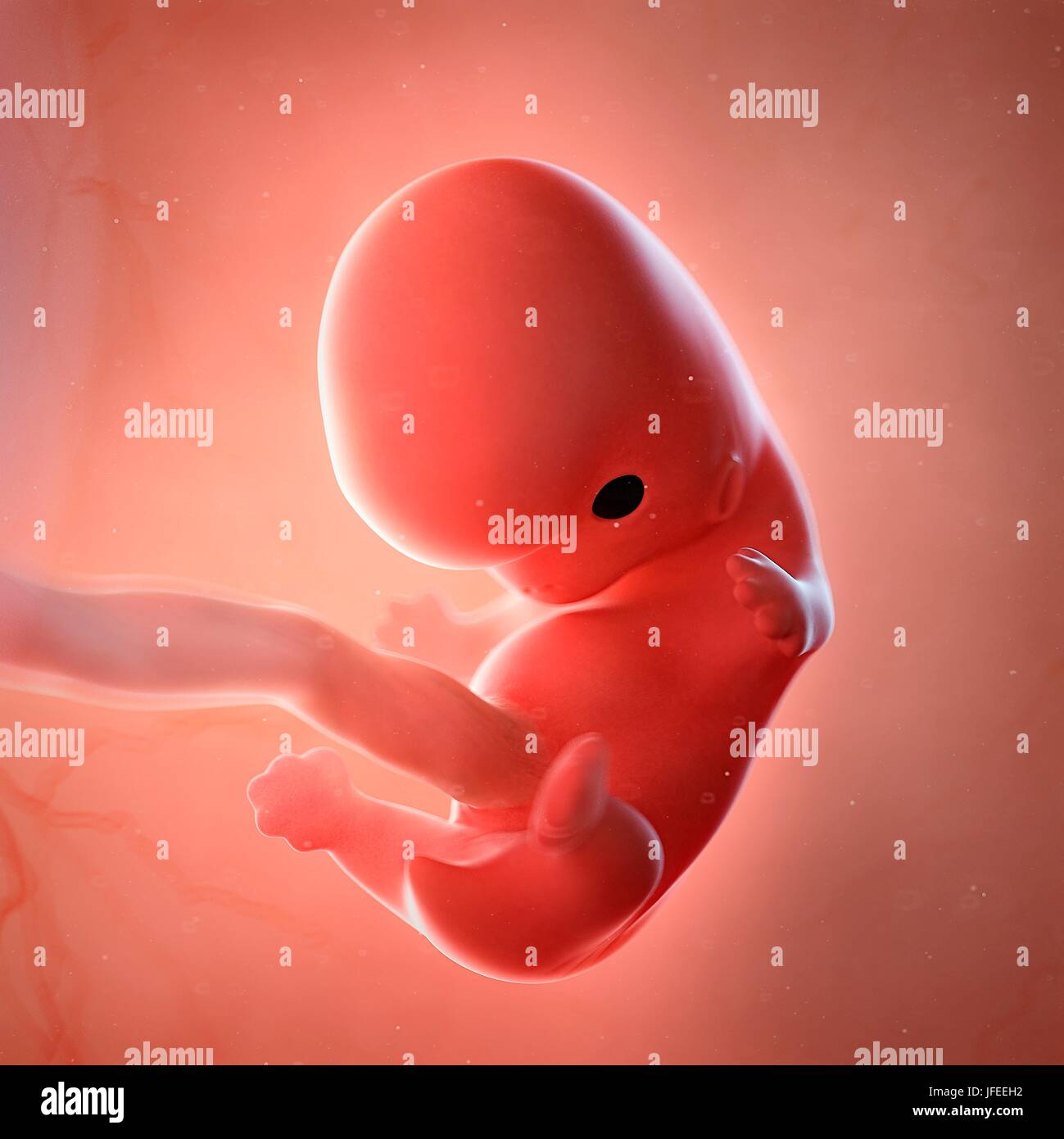 Foetus at 8 weeks hi-res stock photography and images - Alamy