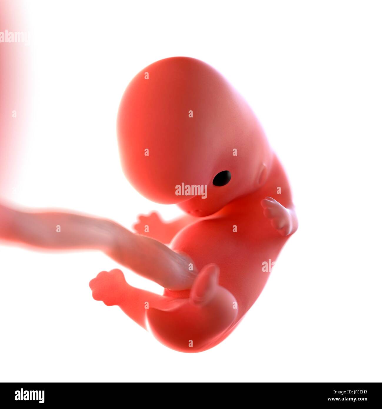 Foetus at 8 weeks hi-res stock photography and images - Alamy