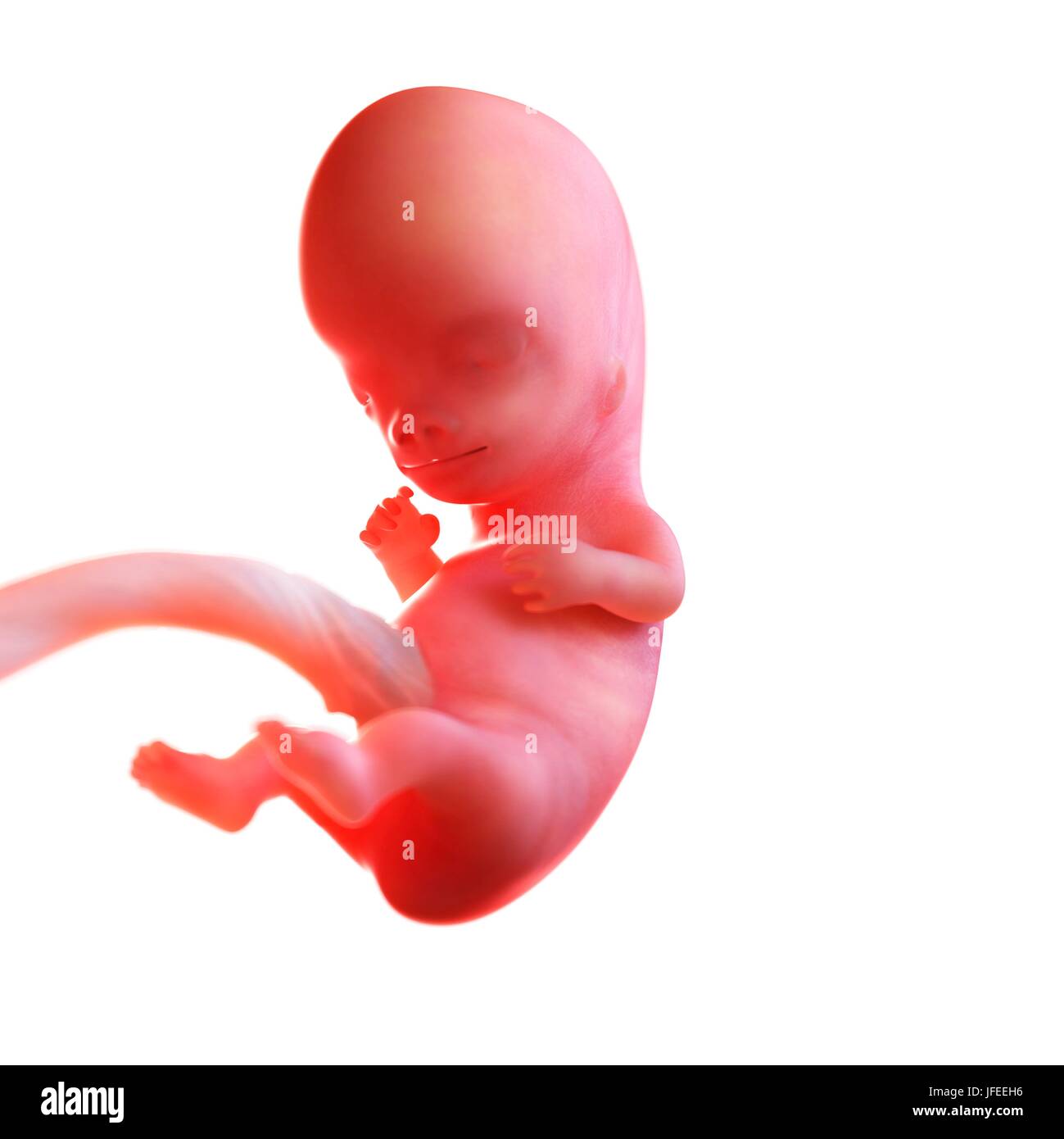 Human fetus 9 weeks hi-res stock photography and images - Alamy