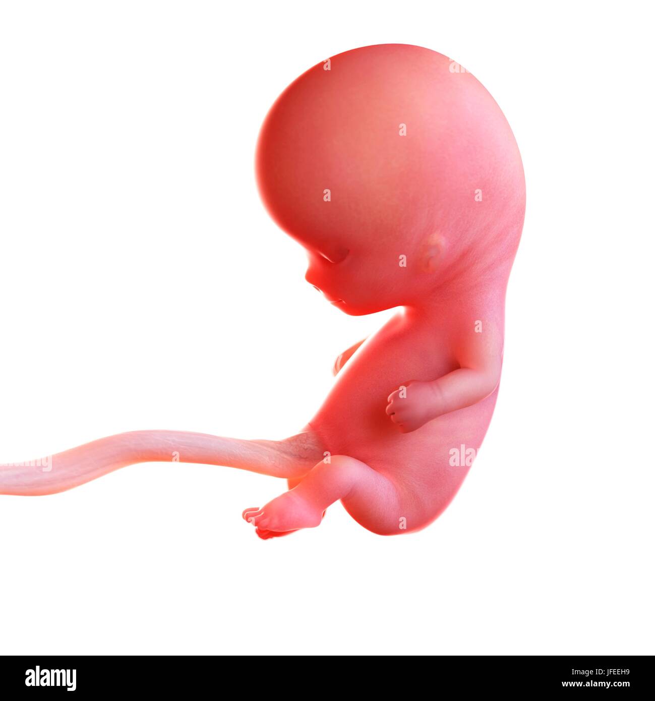 Human foetus age 10 weeks Cut Out Stock Images & Pictures - Alamy