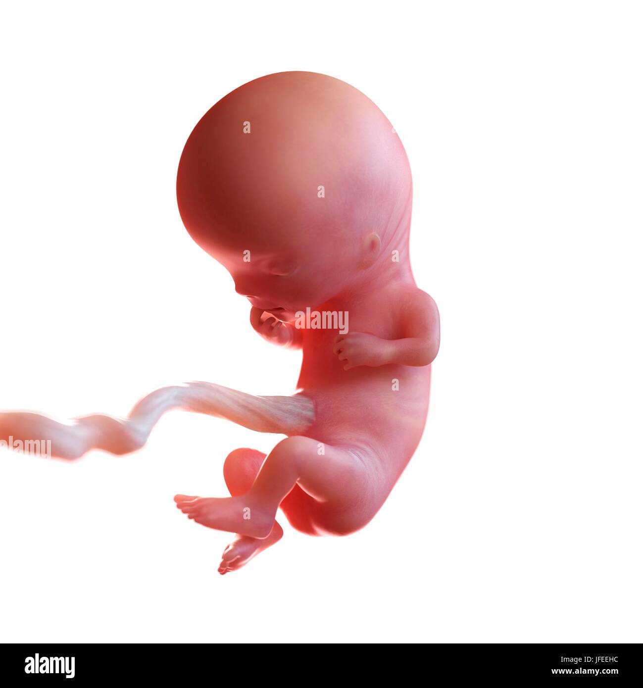 Human foetus age 11 weeks, illustration Stock Photo - Alamy