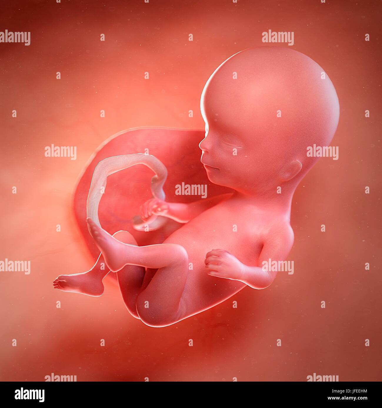 Foetus at 14 weeks hi-res stock photography and images - Alamy