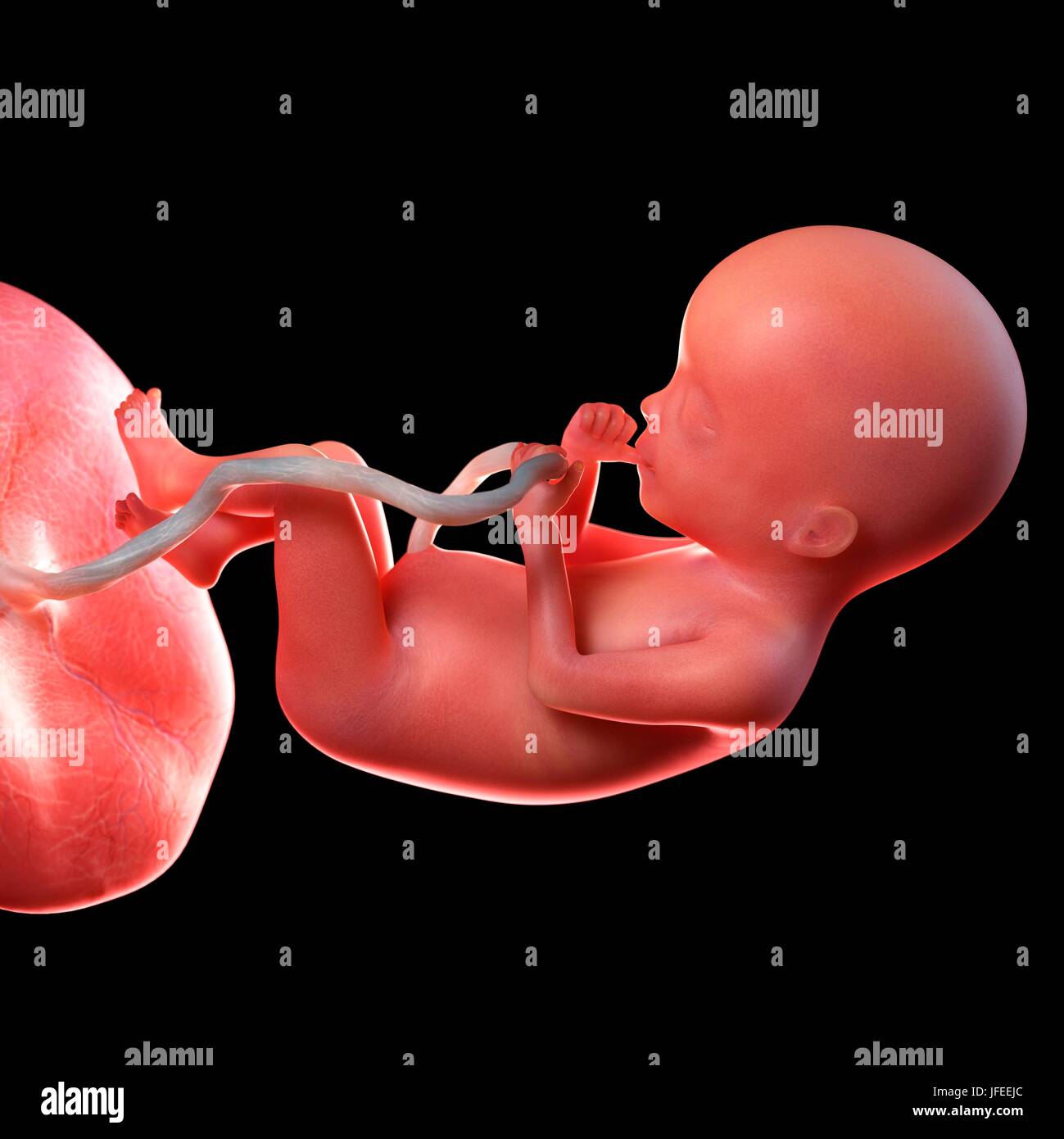 Human Embryo 20 Weeks The Development Of A Human Embryo Inside The