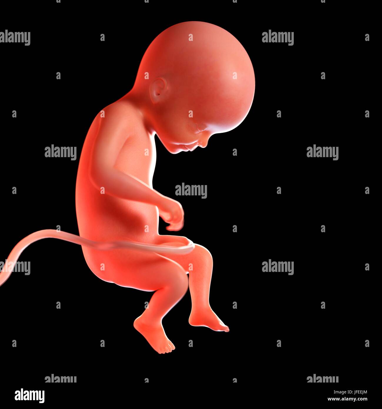 Fetus 22 weeks hi-res stock photography and images - Alamy