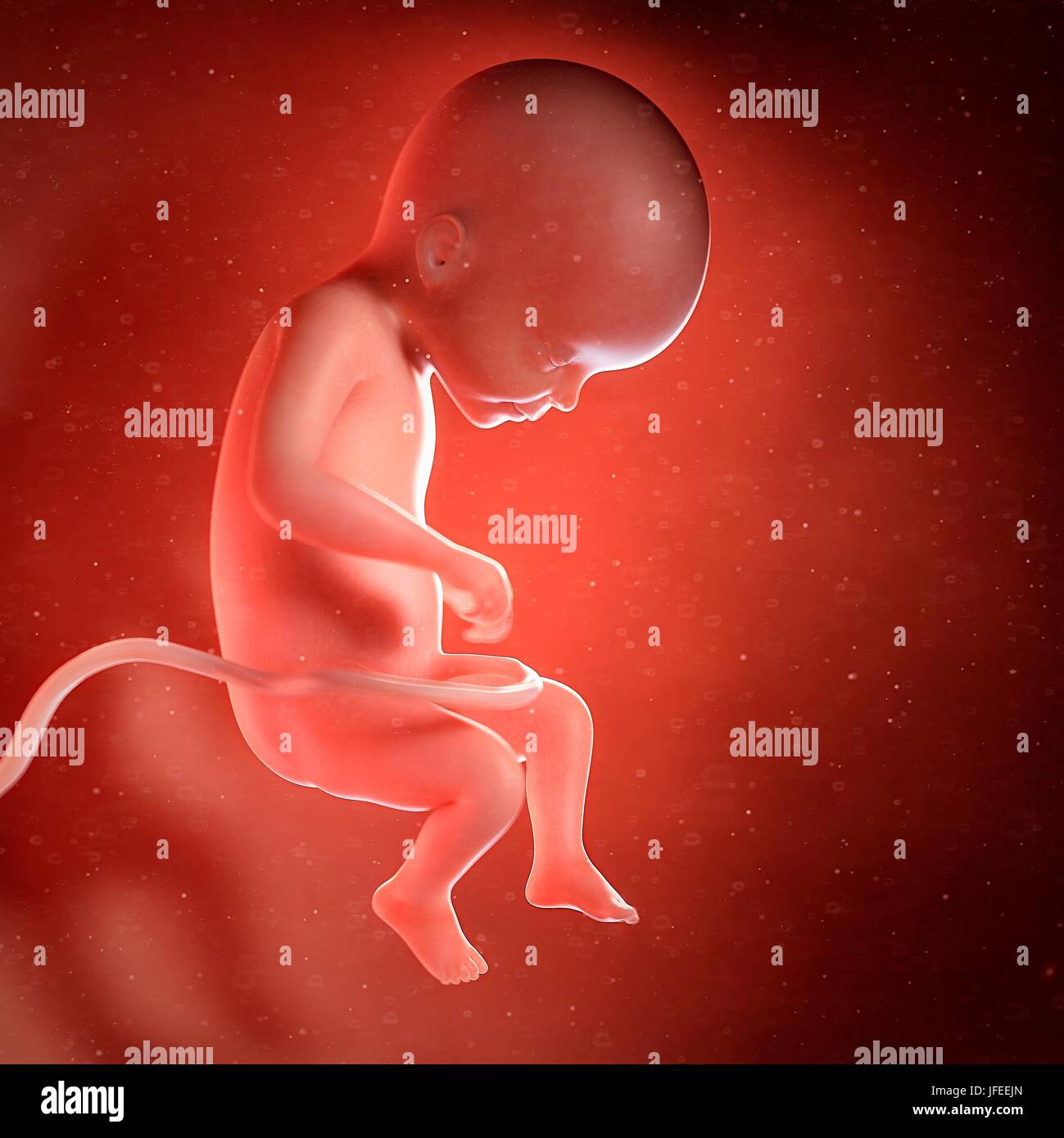 Fetus 22 weeks hi-res stock photography and images - Alamy