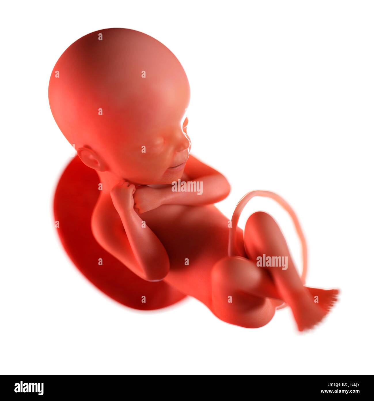Fetus 24 weeks hi-res stock photography and images - Alamy