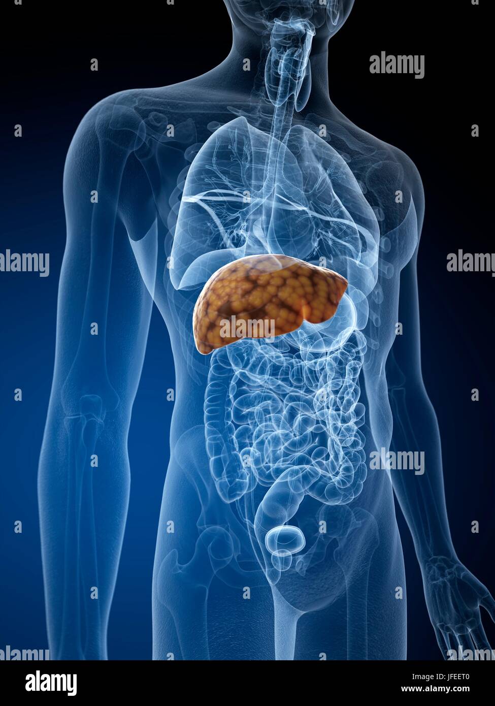 Human liver, illustration Stock Photo - Alamy