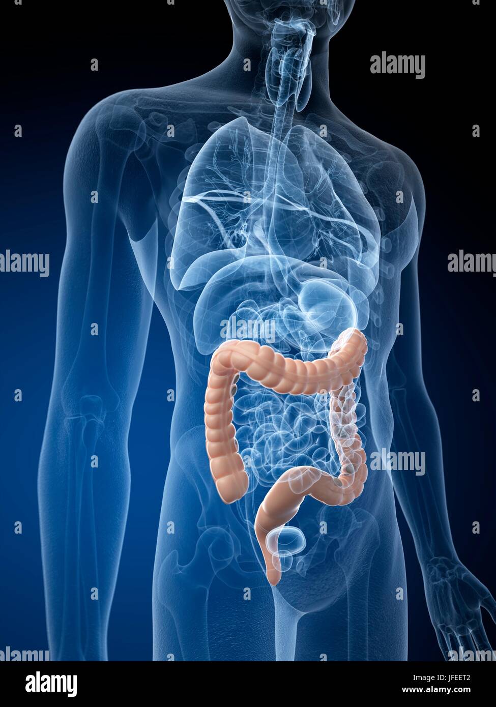 Human large intestine, illustration Stock Photo - Alamy