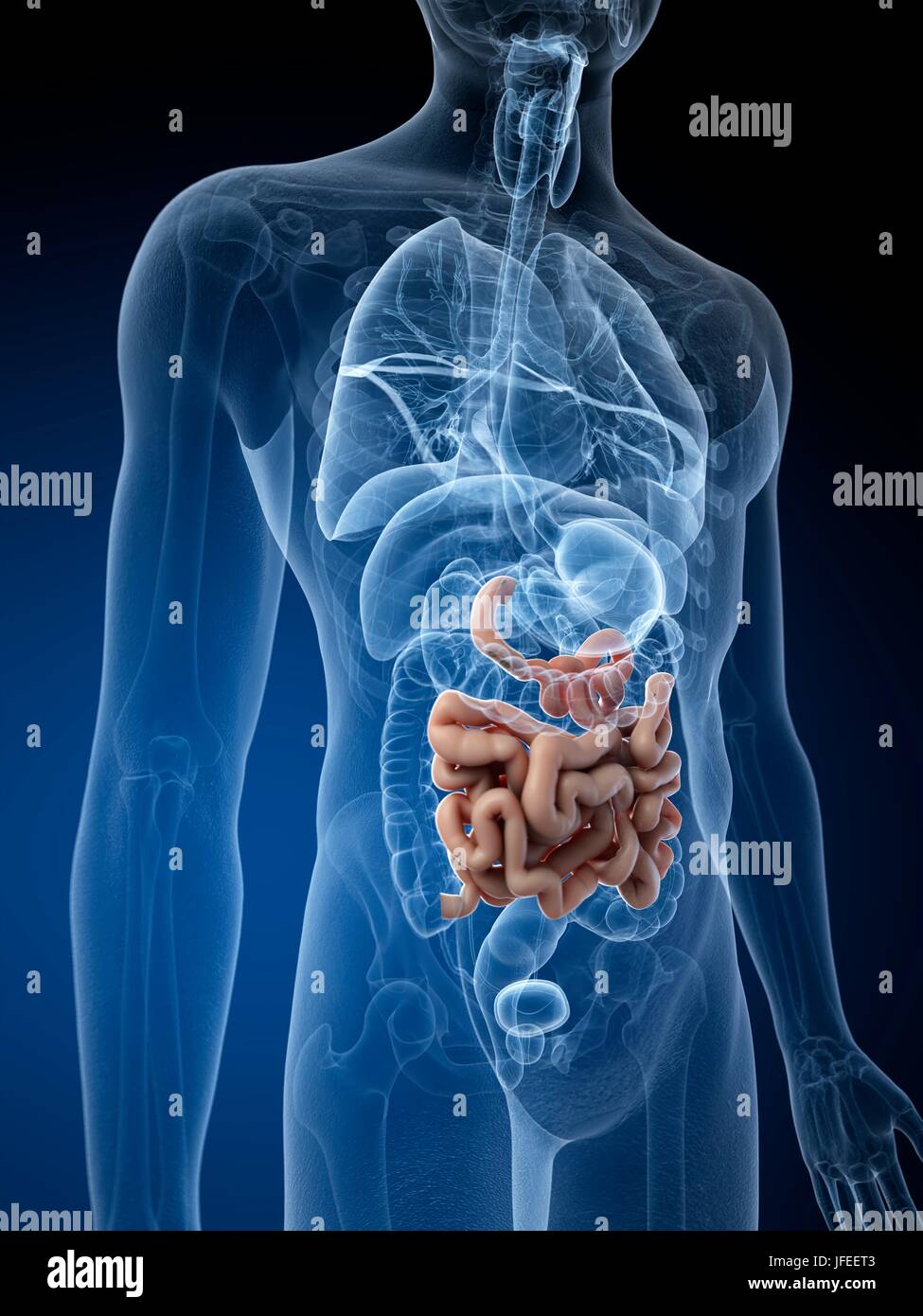 Human small intestine hi-res stock photography and images - Alamy