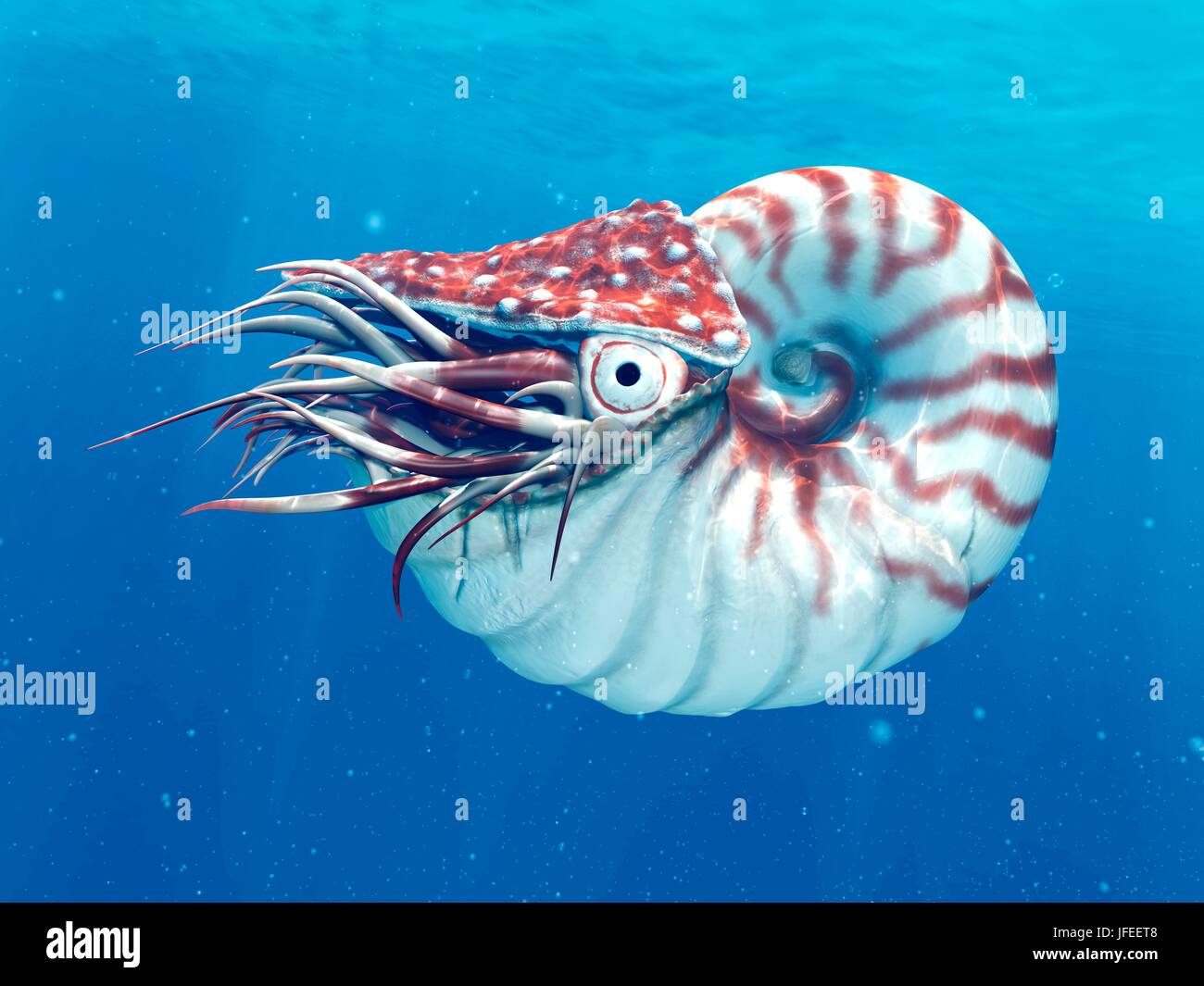 Nautilidae hi-res stock photography and images - Alamy