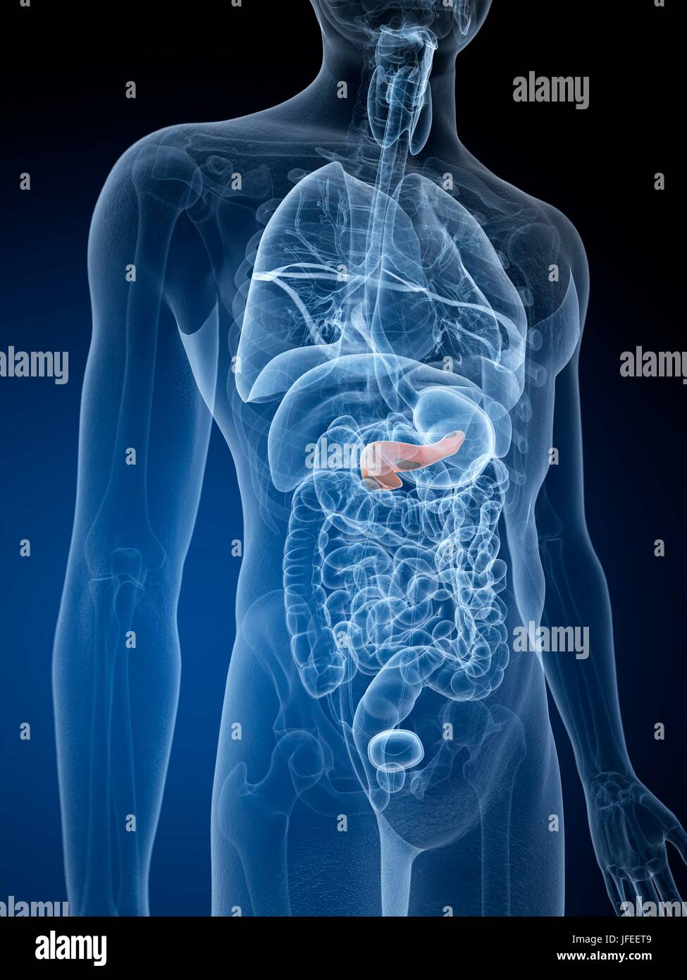 Human spleen, illustration Stock Photo - Alamy