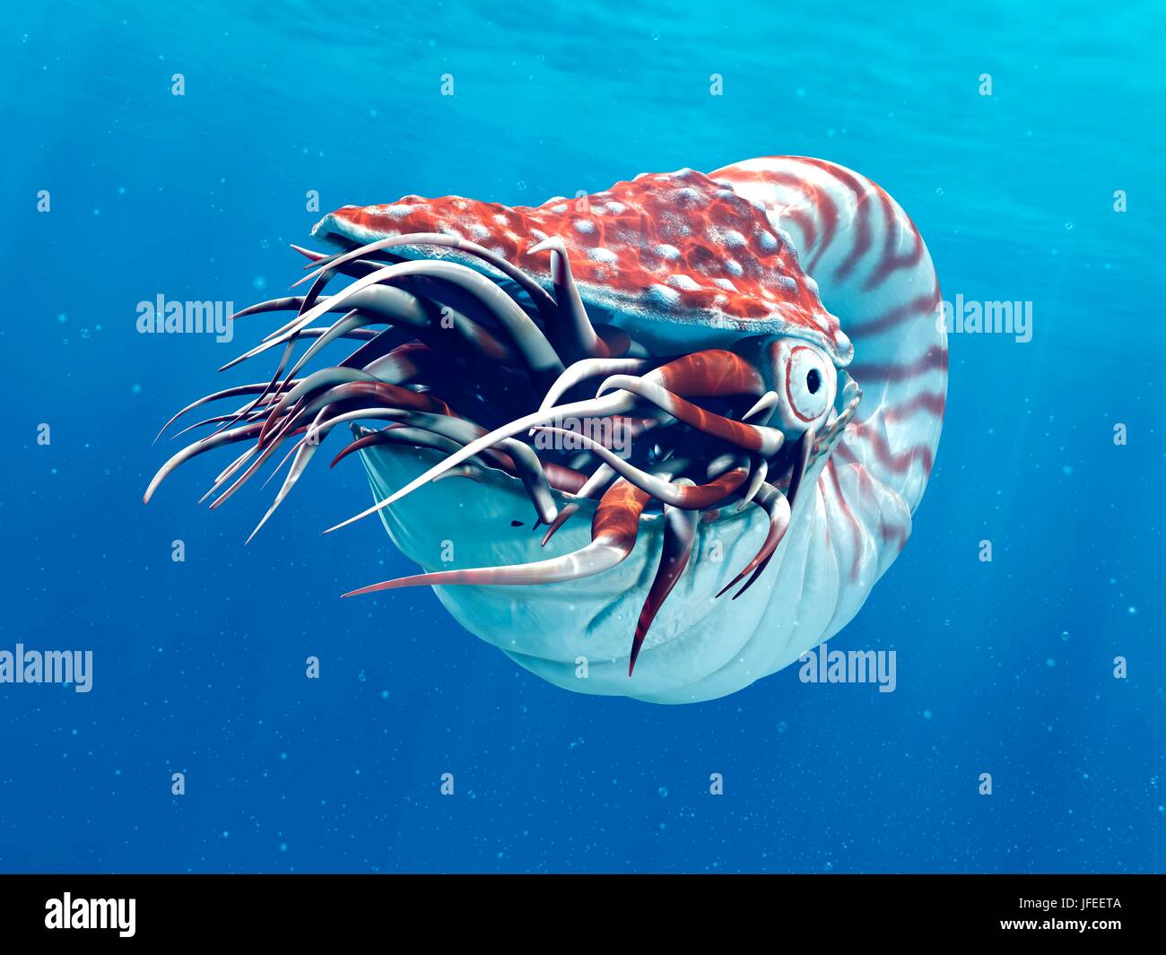 Nautilidae High Resolution Stock Photography and Images - Alamy