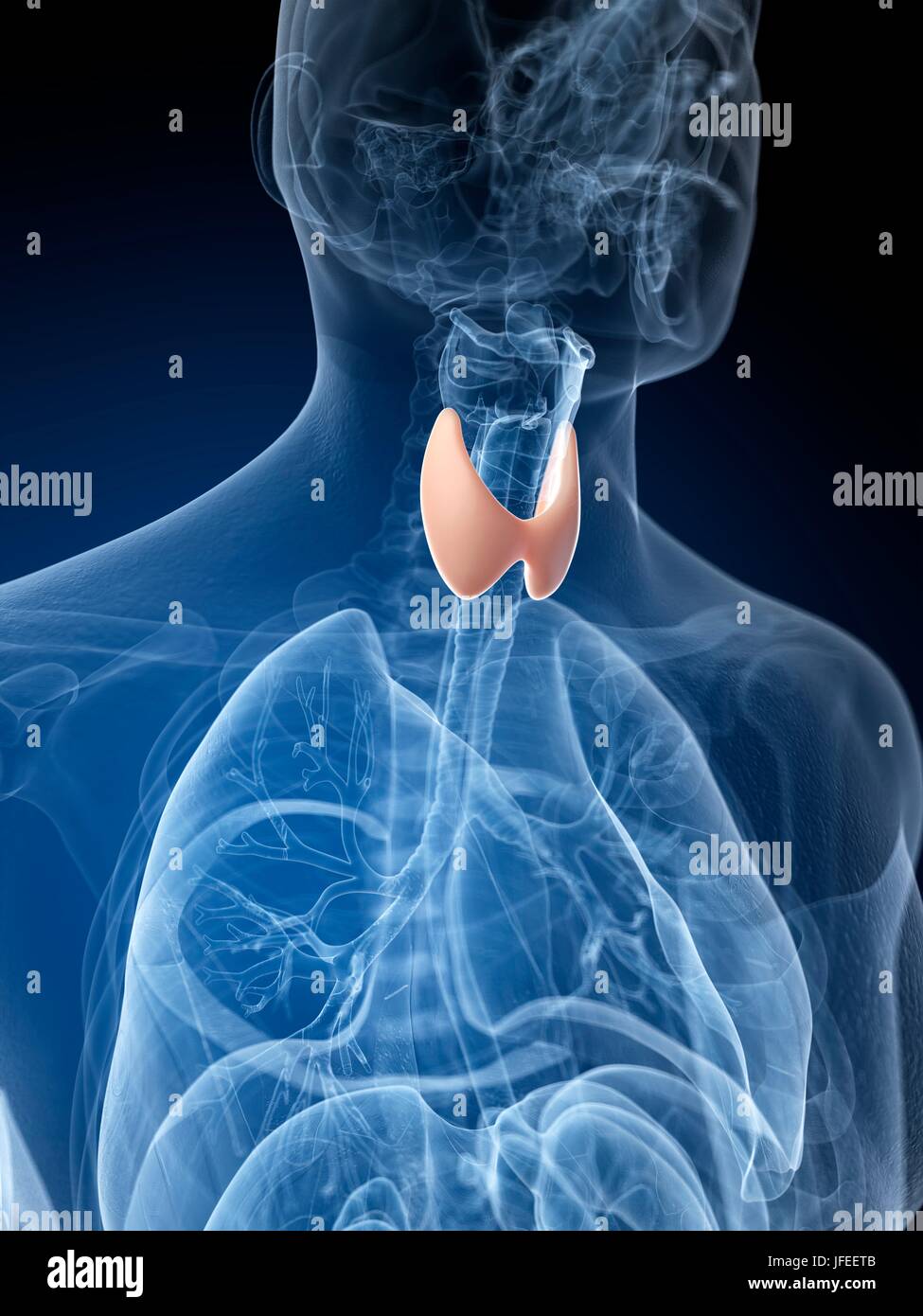 Human thyroid, illustration Stock Photo - Alamy