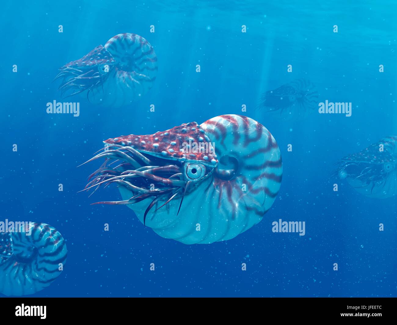 The nautilus hi-res stock photography and images - Alamy