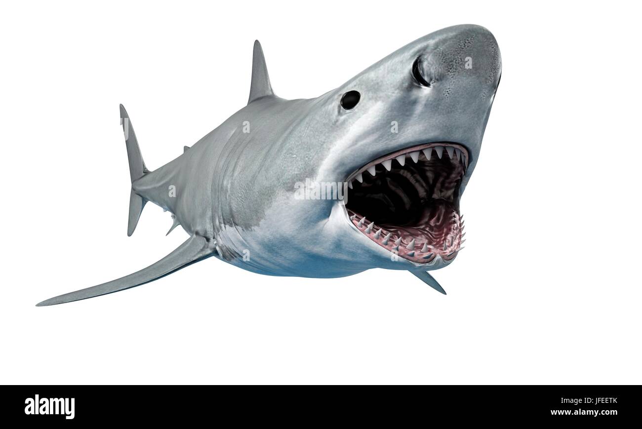Shark against white background, illustration Stock Photo - Alamy