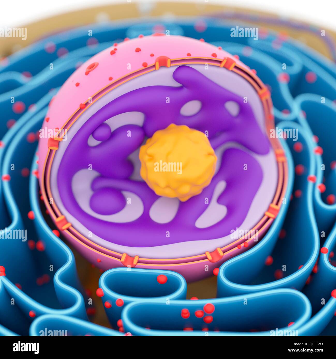 Cell nucleus cross section hi-res stock photography and images - Alamy