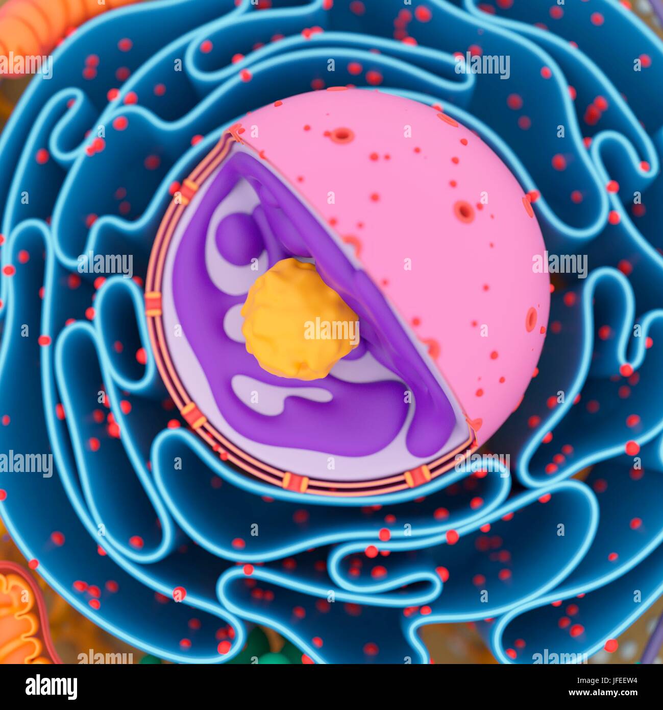 Cell nucleus, illustration Stock Photo - Alamy