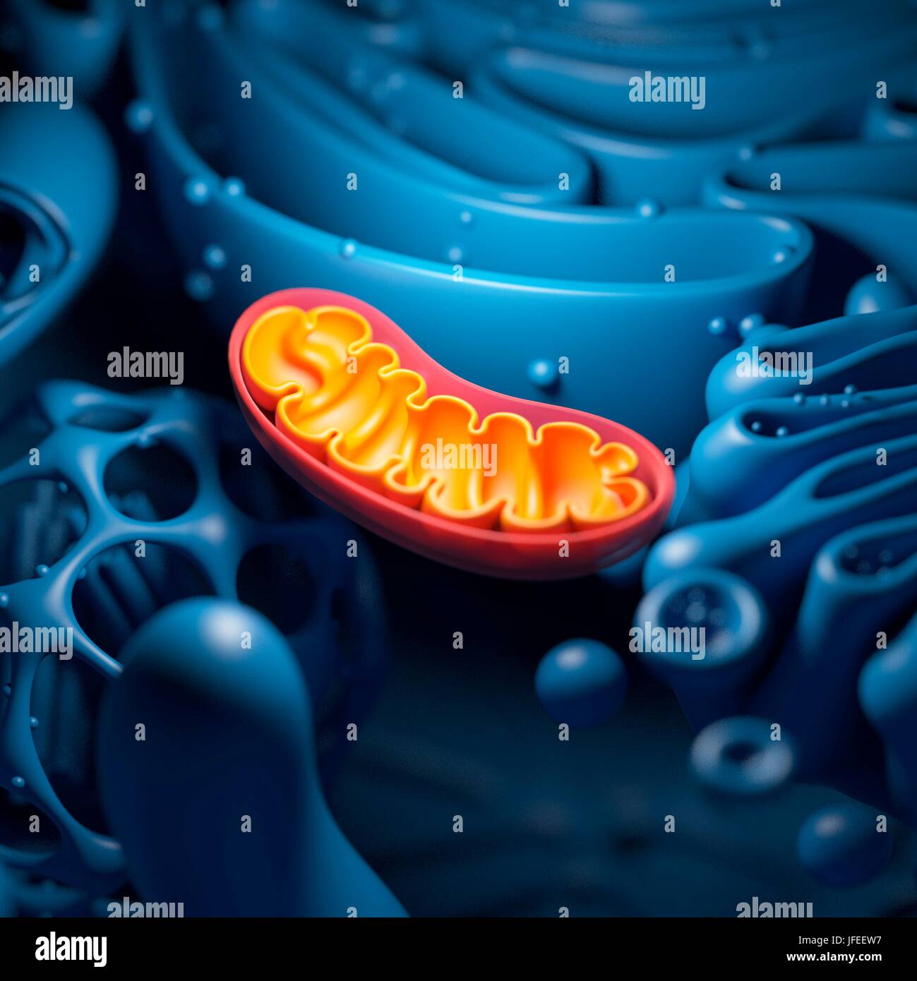 Cell structure showing the mitochondrion, illustration Stock Photo - Alamy