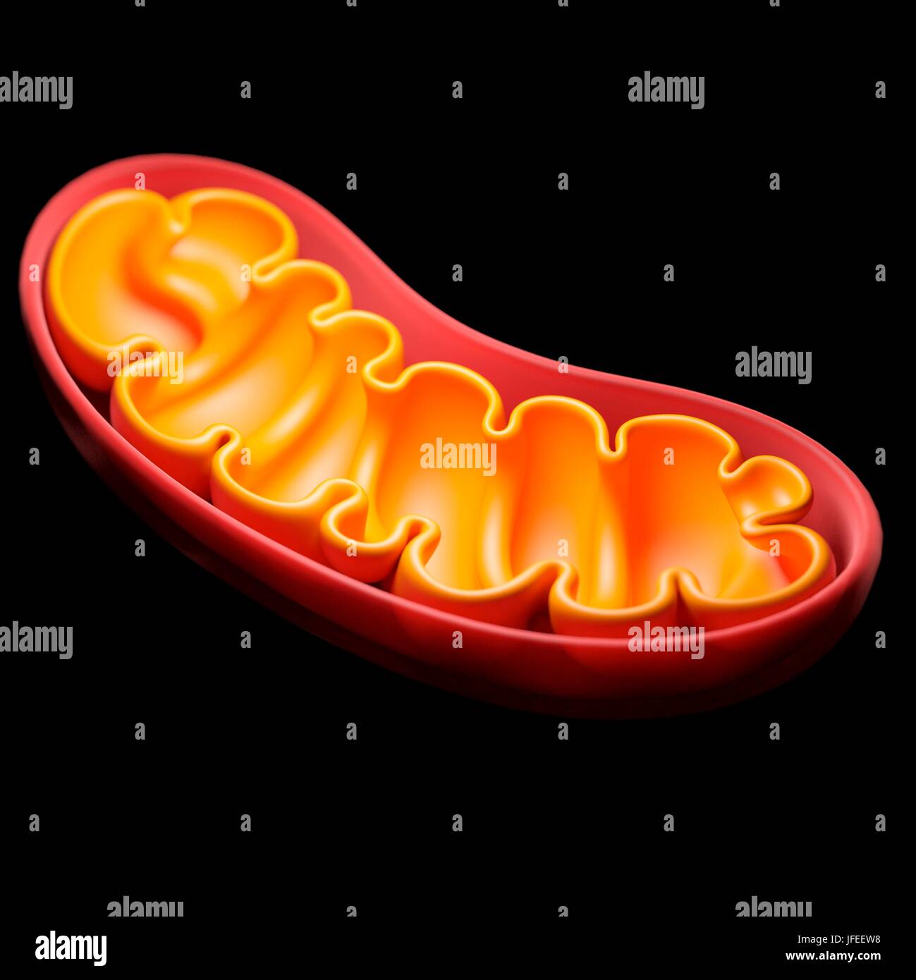 Structure of the mitochondrion, illustration Stock Photo - Alamy