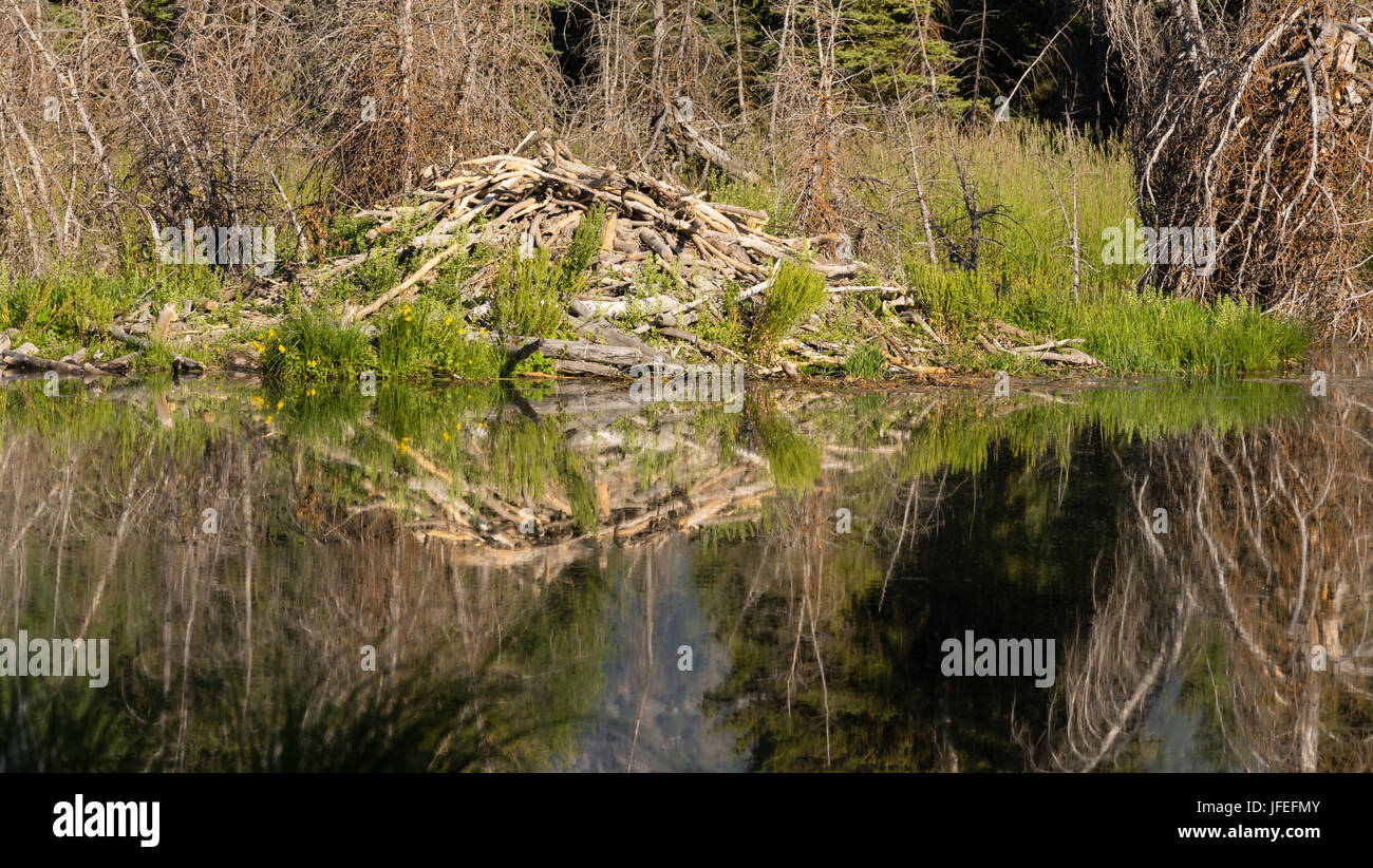 Snake river beaver hi-res stock photography and images - Alamy