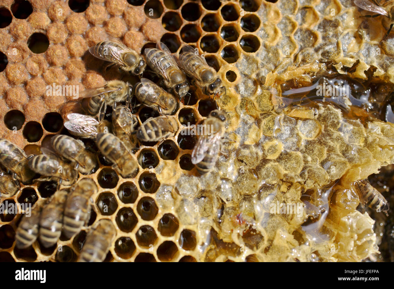 Honeybees beehive hi-res stock photography and images - Alamy