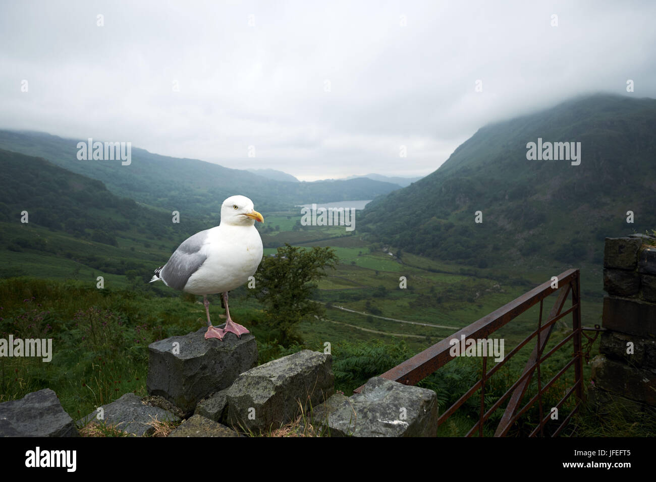 a seagull near the lake llyn gwynant, near snowdon, in the middle of ...