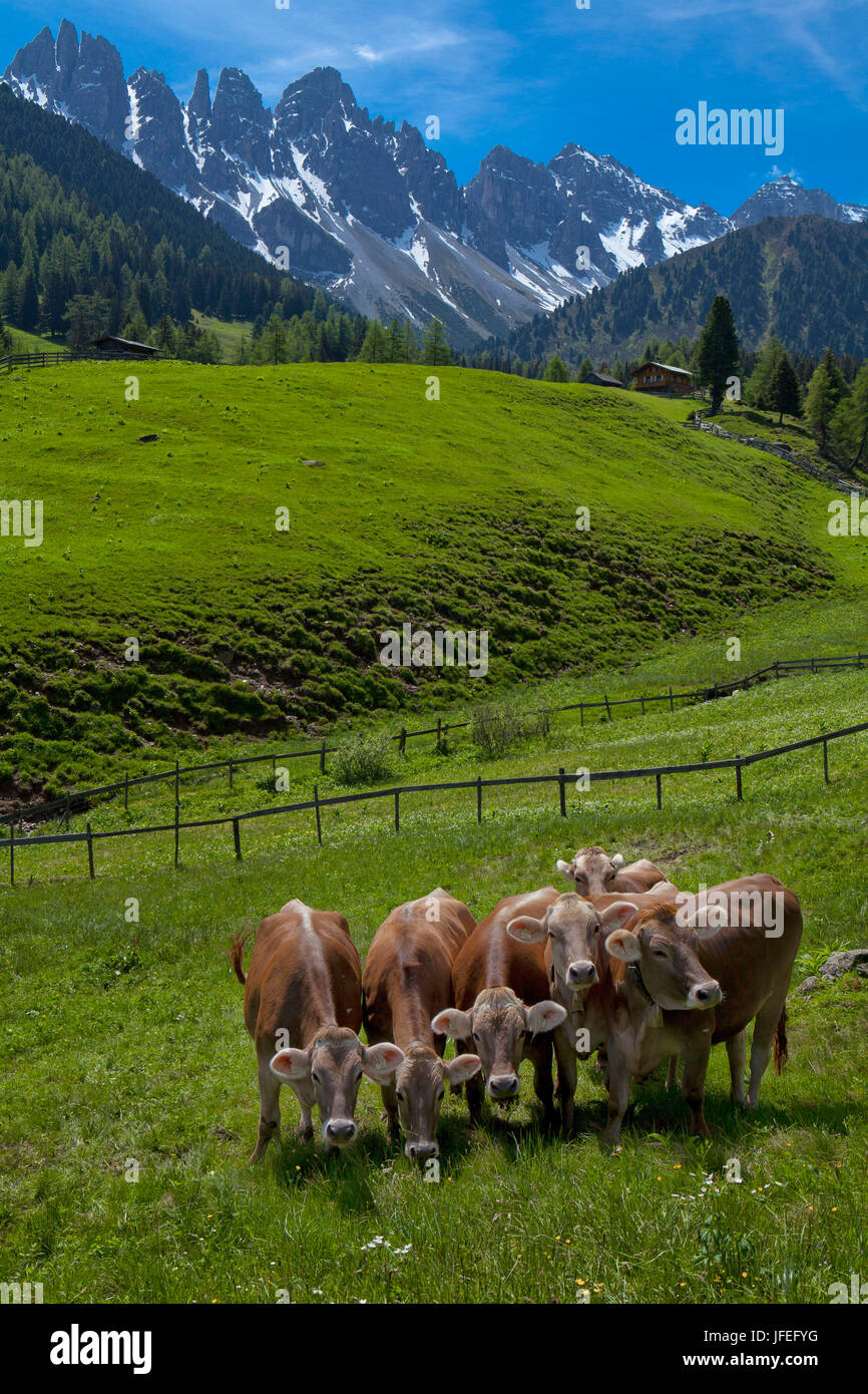 Mountain pasture cows hi-res stock photography and images - Alamy