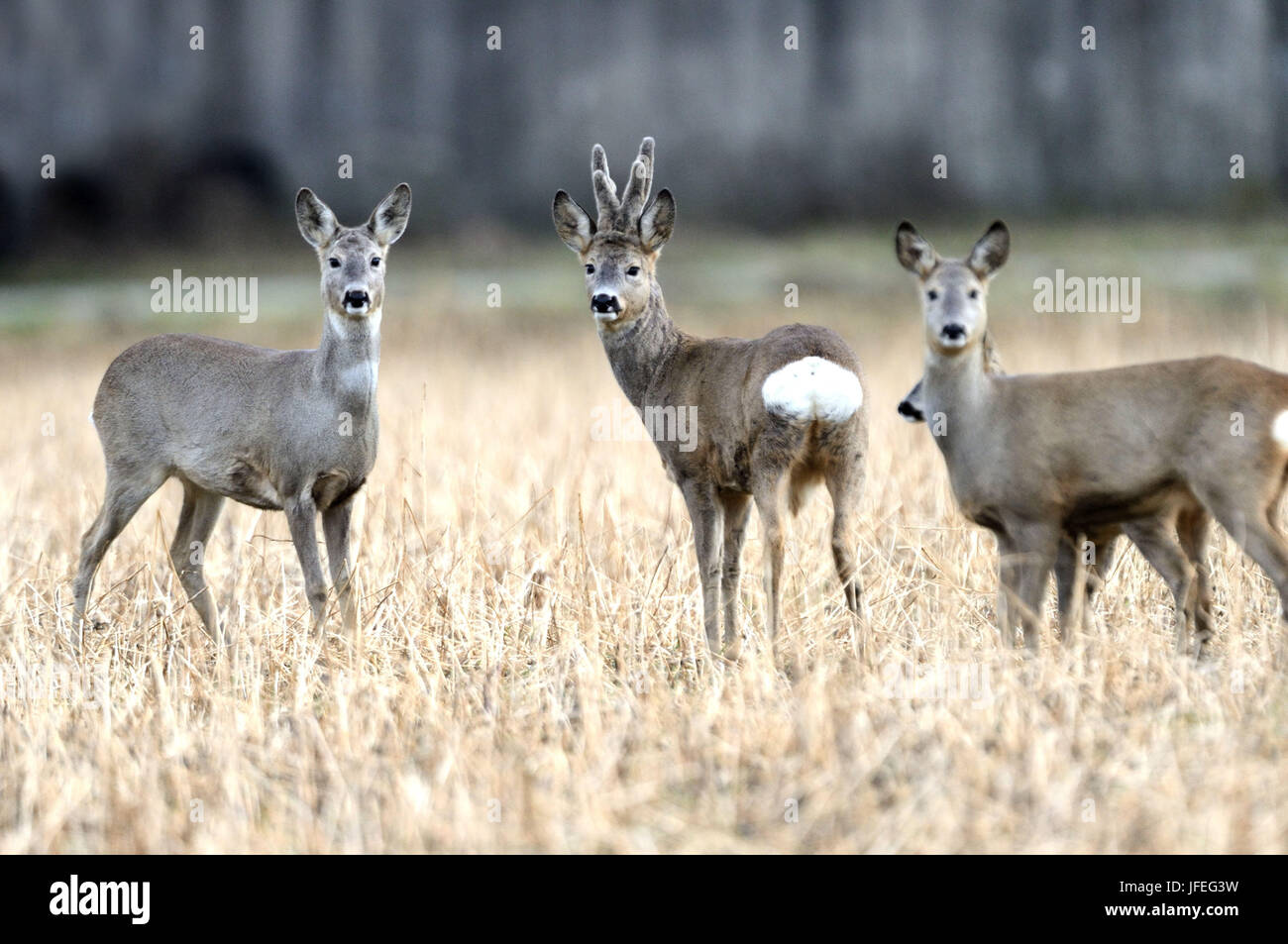 Tiere im feld hi-res stock photography and images - Alamy