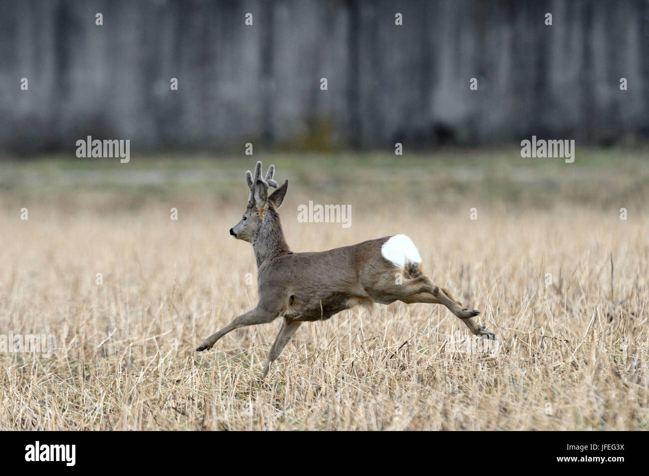Tiere springen hi-res stock photography and images - Alamy