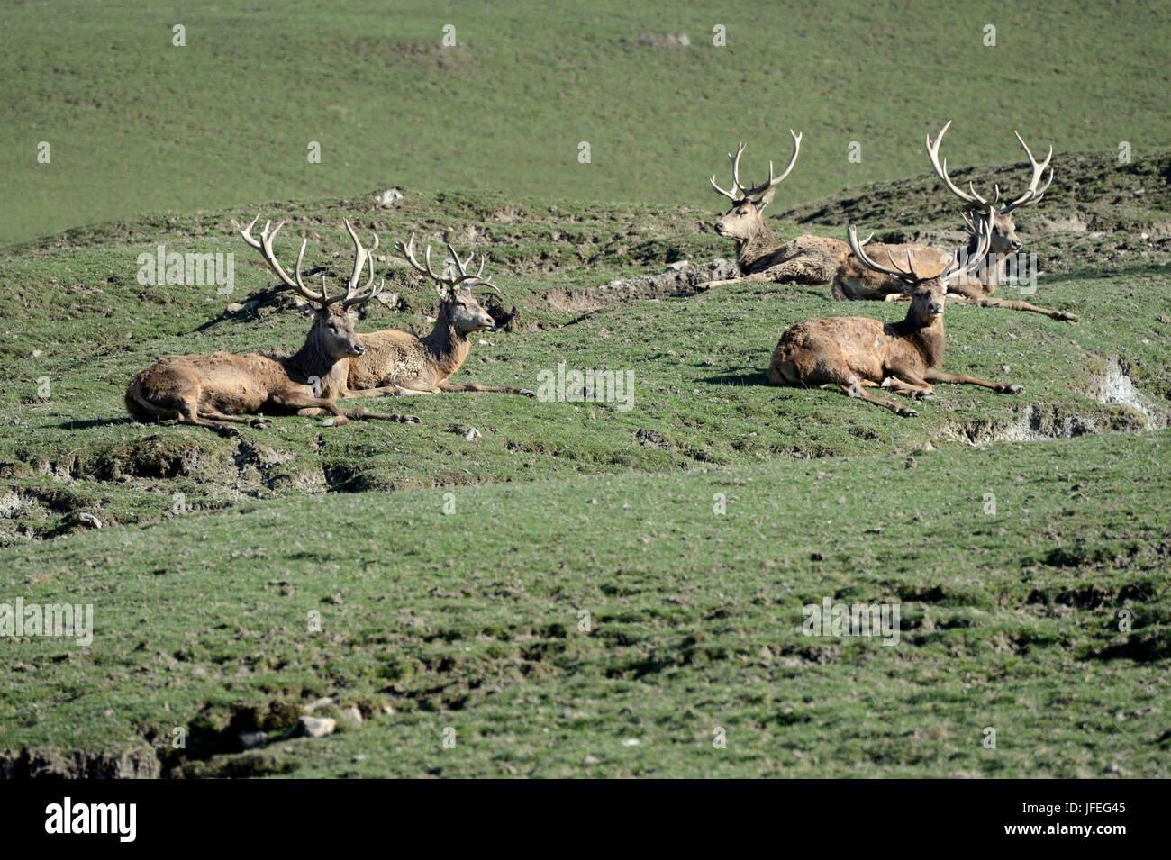 Rotwild hi-res stock photography and images - Alamy