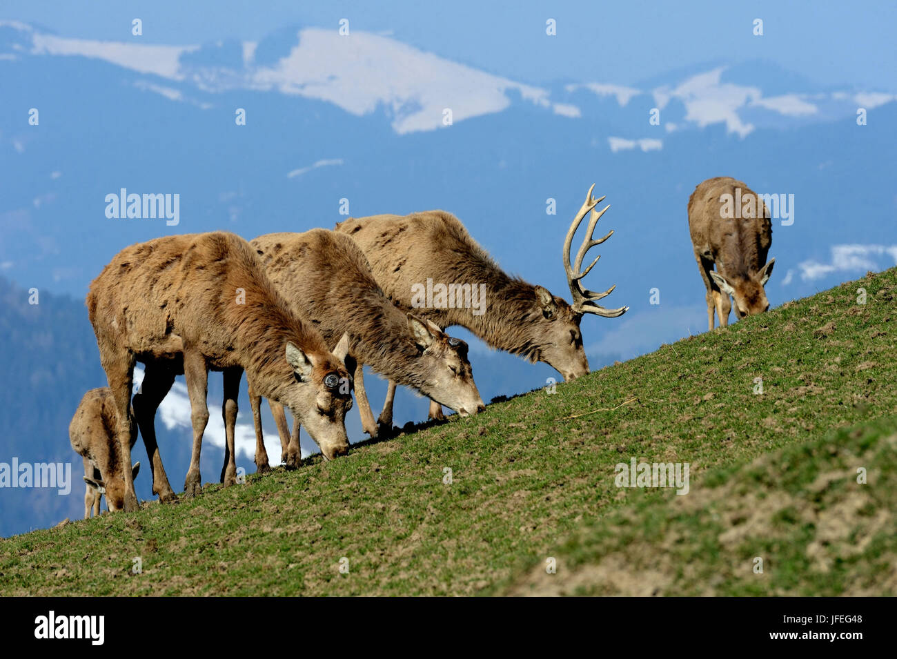 Rothirsch sommer hi-res stock photography and images - Alamy